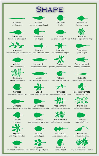 My Life With Functional Neurological Disorder How To Describe Leaves My Life With Functional Neurological Disorder How To Describe Leaves