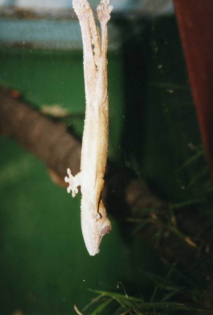 Real Monstrosities: Lined Leaf-tail Gecko