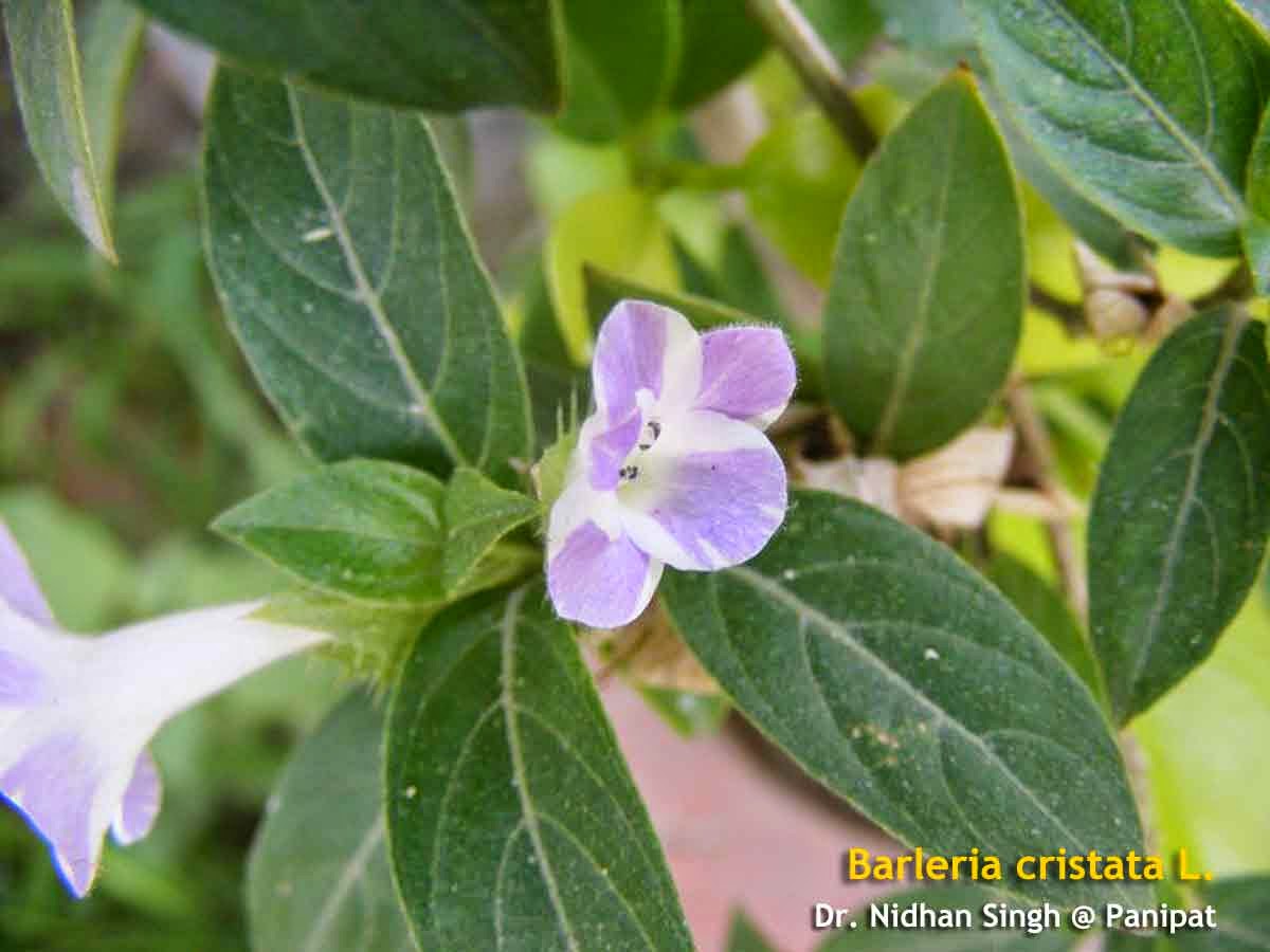 Medicinal Plants: Barleria cristata, Vajradanti, Semmulli, Philippine ...