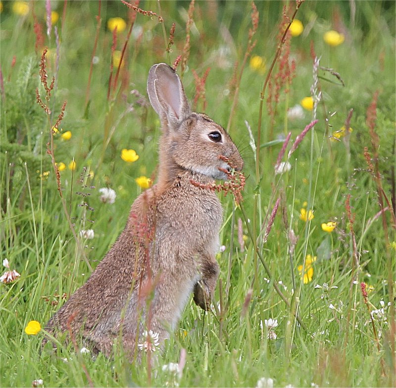 Murfs Wildlife : Rabbit