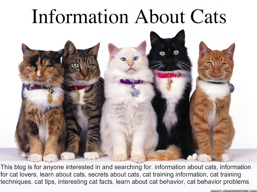 Information About Cats: Cat Lovers...20 Interesting Cat Facts You ...