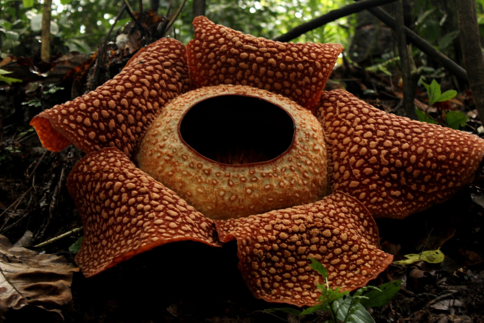 Cross the Borders - My travel pictures: The Giant Rafflesia Flower