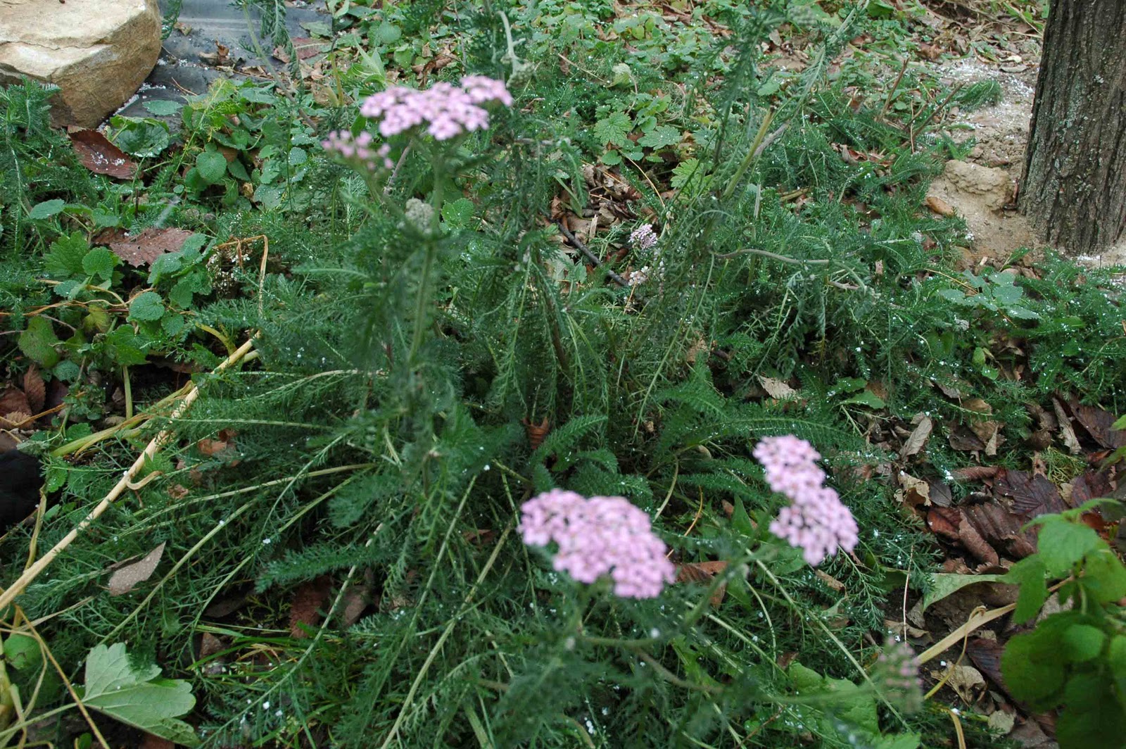 Lawnless Trials Goes Homesteading: Yarrow: Weed or First Aid Kit?