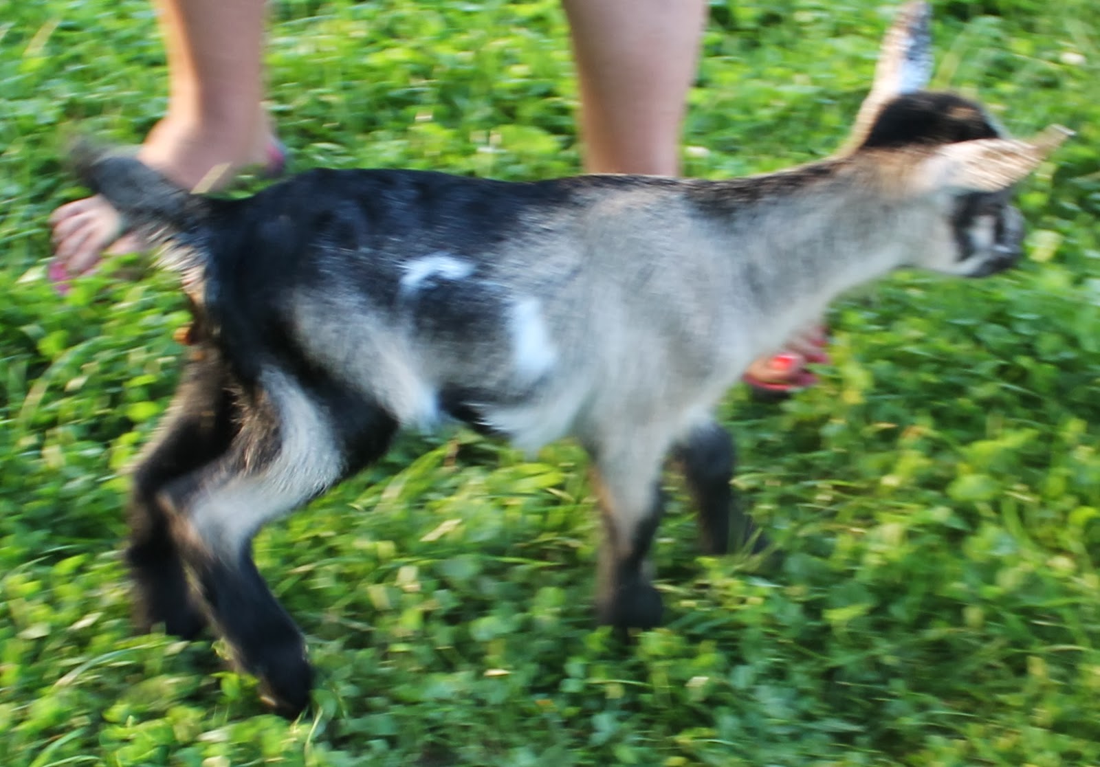 Feisty Farm Miniature Alpine Dairy Goats: Junior and Senior Does