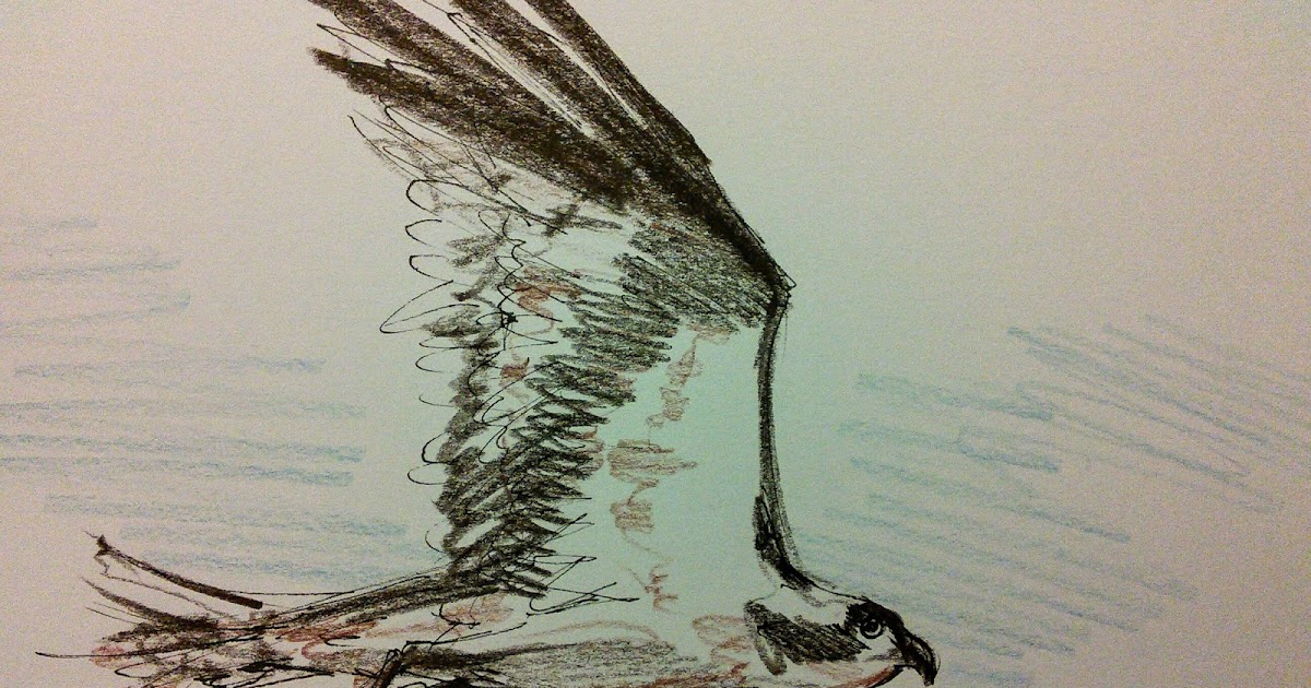 Create A Drawing A Day: Bird with fish.