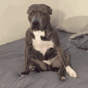 Dogs Gifs: Gif Cachorro desmaiando de emoção