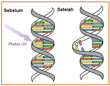 UJIAN MUTASI - Biology Page