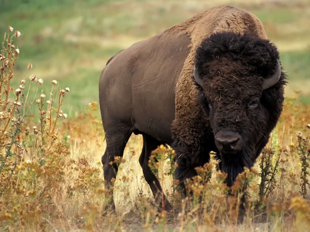 Bison | The Biggest Animals Kingdom