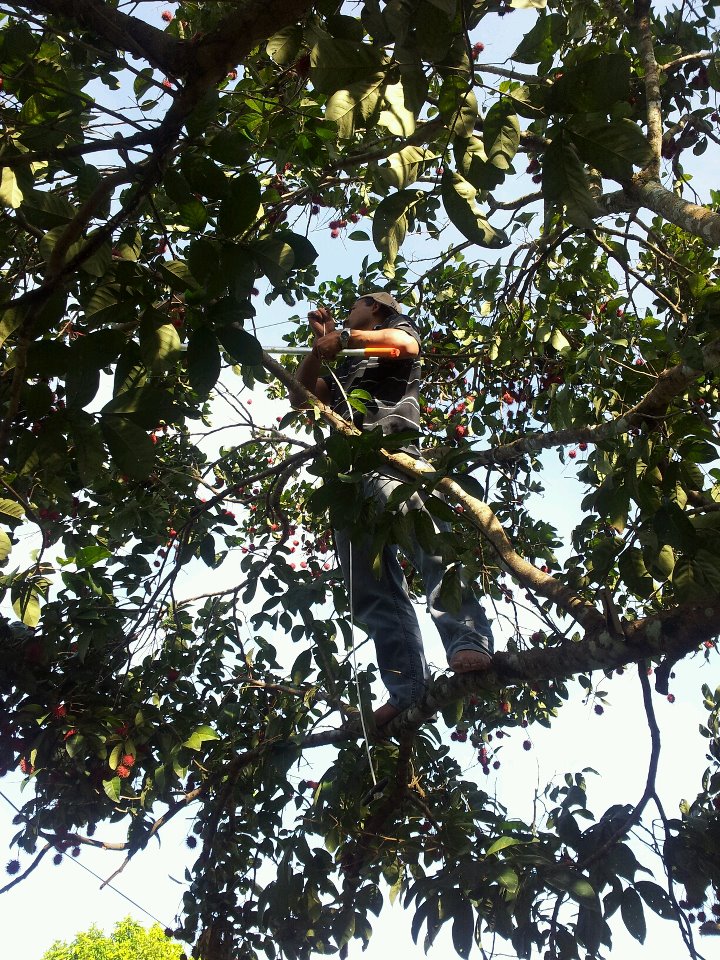 irbasmad: Mengait Rambutan