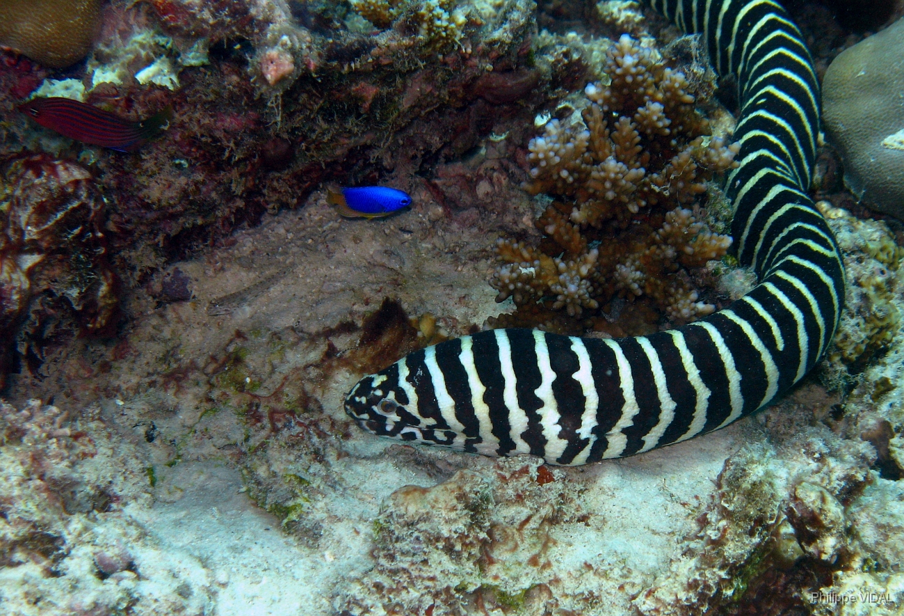 Trabajar en el zoo: Cuidados de la morena Gymnomuraena zebra