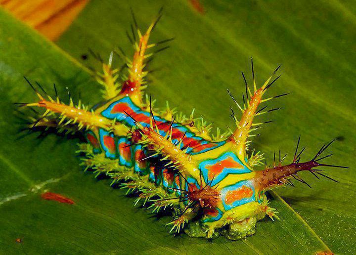 Amazing-O-Sphere: World's Most Beautiful 13 Insects
