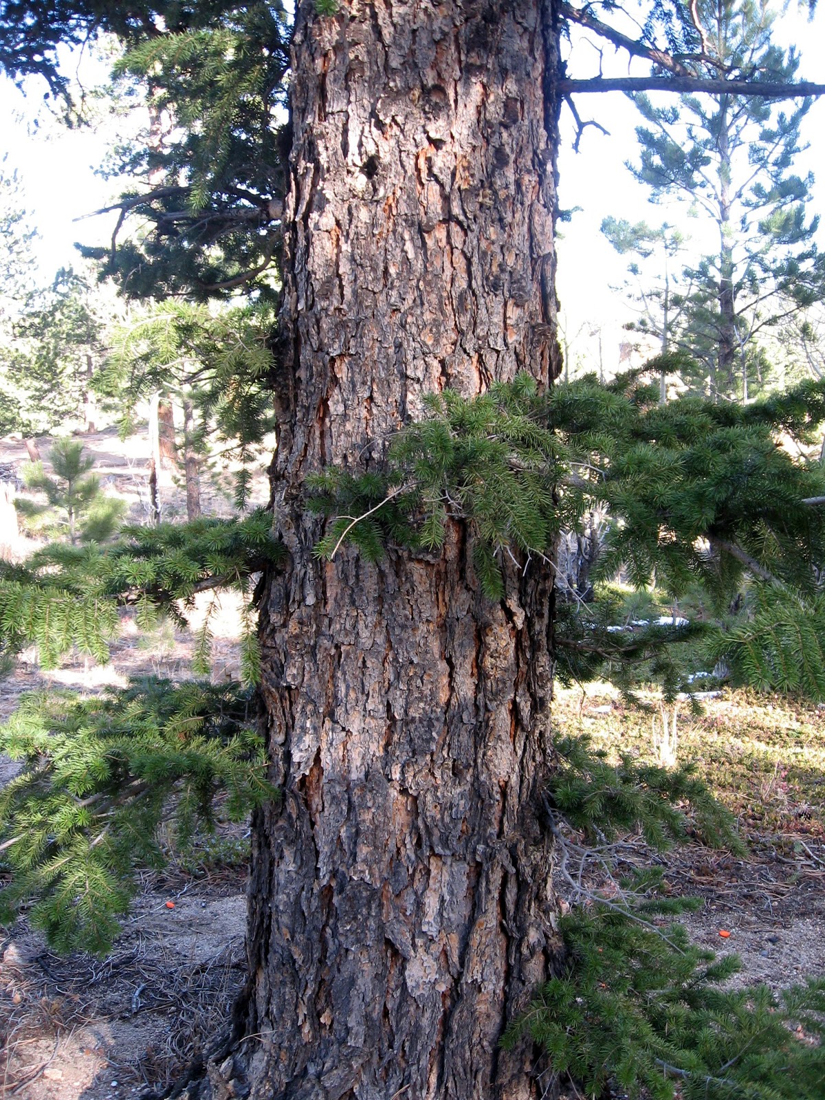 Rocky Mountain Bushcraft: Rocky Mountain Tree Identification: Douglas ...