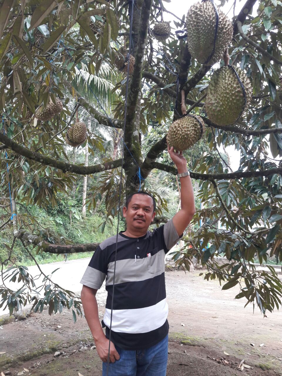 SENTRA KEBUN DURIAN MONTONG CANDIMULYO: SENTRA KEBUN DURIAN CANDIMULYO ...