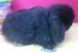 Rabbit Rabbitry: Fuzzy Lops