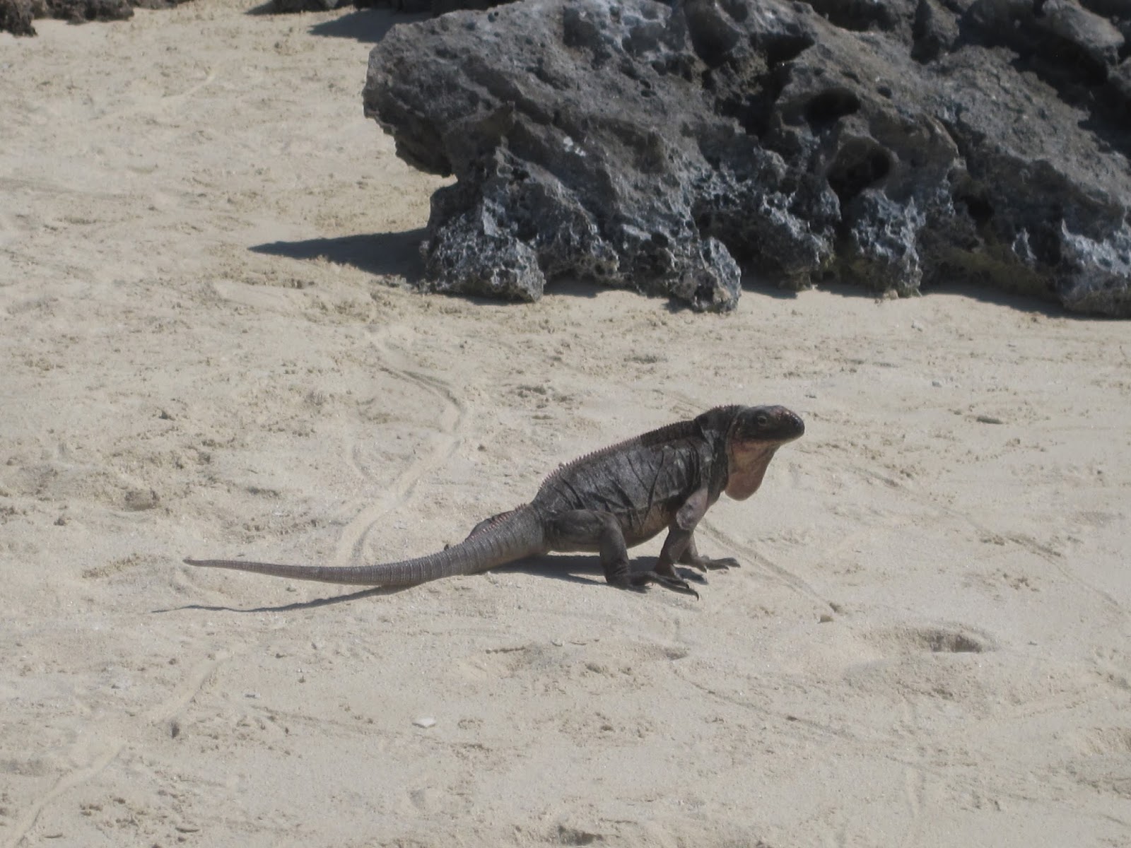 Boating with Sunset Delight: Bahamas: Allen’s Cay Anchorage ...