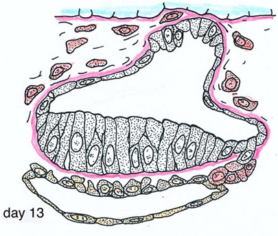The Evolving Placenta: May 2016