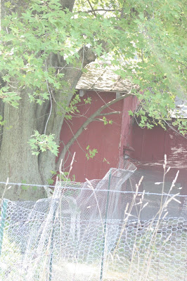 A Fly on Our (Chicken Coop) Wall: A Redneck, Fake Farmer's Guide to ...