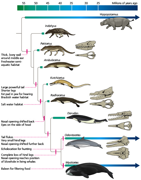 GeoScienze: Cladogramma dei Cetacei all'interno degli Artiodactyla
