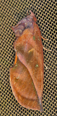 BunyipCo: September 2012