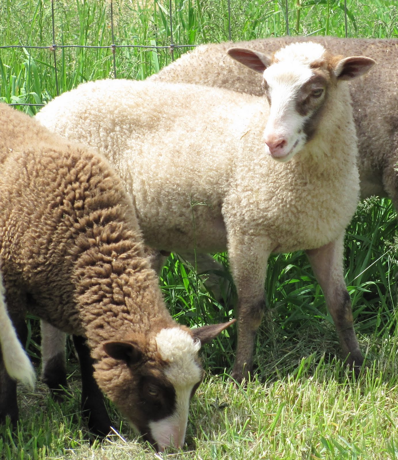 Trimburfield Finnsheep and Wool