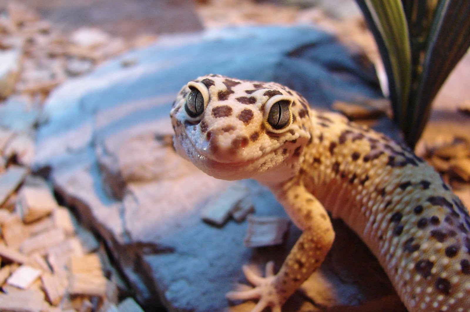 Zwierzaki Madzi: Gekon lamparci