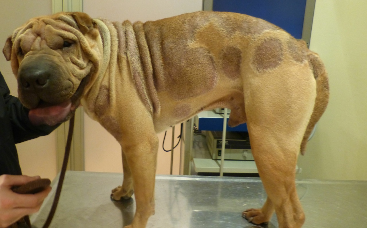 perros y gatos con piel y pelo: DERMATOLOGÍA VETERINARIA: POR QUÉ ...