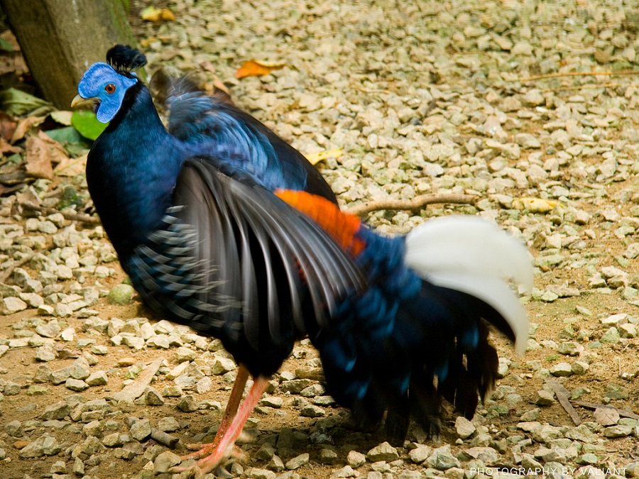 TVL: AVE DA SEMANA - Crested Fireback Pheasant (Faisão)