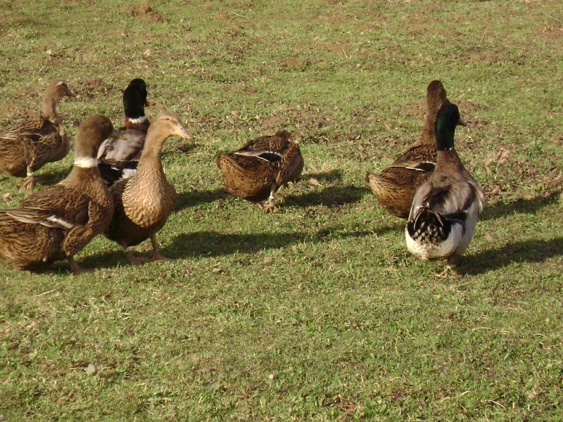 UZGAJIVAČNICA KUĆNIH LJUBIMACA "Od KRALJA": NAŠA UKRASNA PERAD