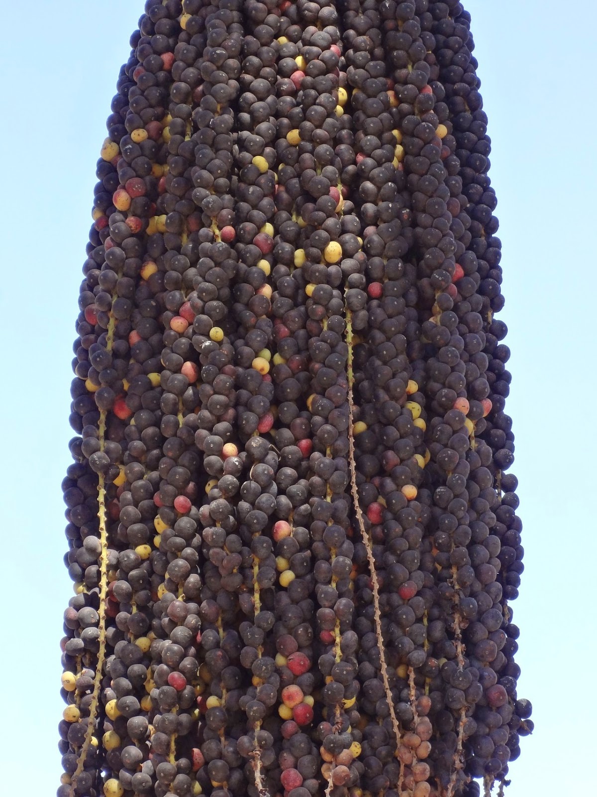 Try-out: A palm tree with dreadlocks.....