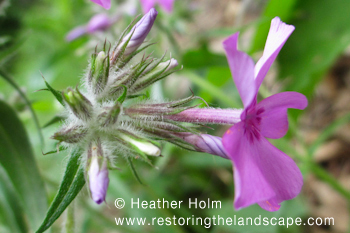Restoring The Landscape With Native Plants: Pollination of Prairie ...