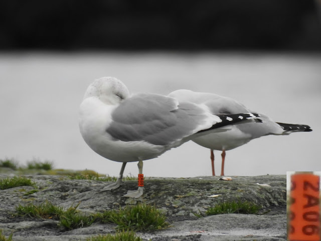 Northern Ireland Black-headed Gull Study: Common Gull - Orange 2A06