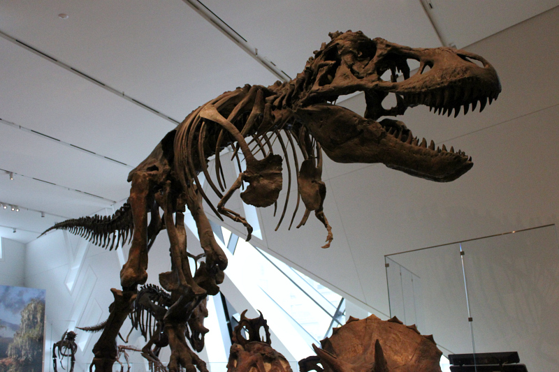 Family Time at the ROM | To & Fro