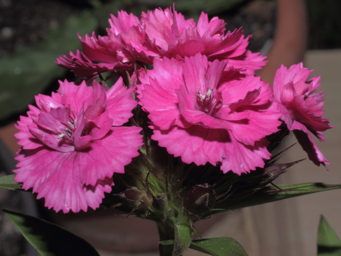 El Jardín Sucronense: Clavel del poeta: ramos en miniatura