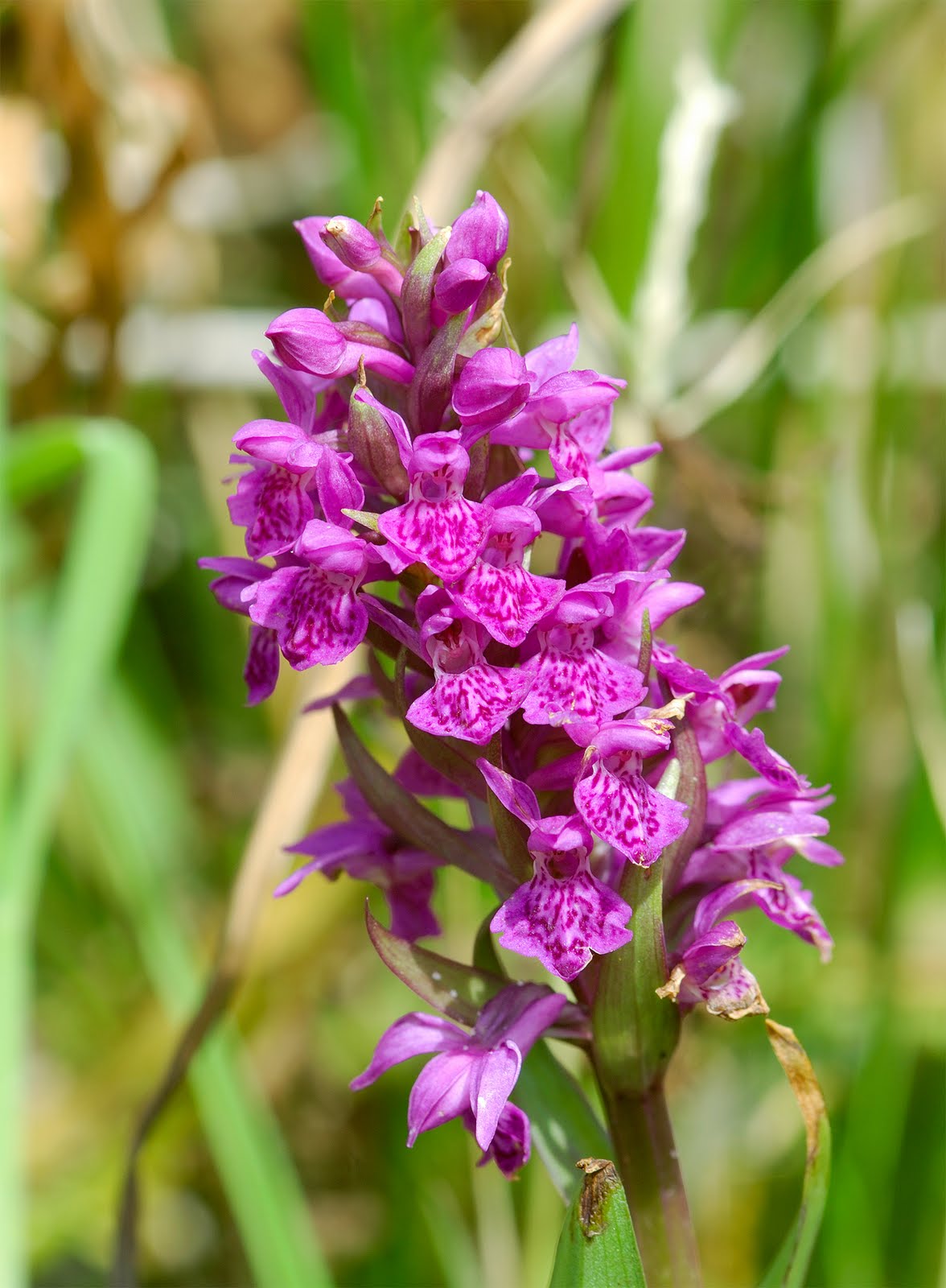 Scottish Wildlife Blog: Kildonan, Isle of Arran