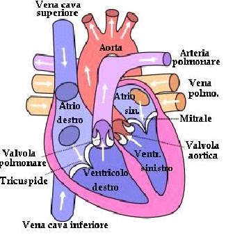 Impariamo insieme: Viaggio nell'apparato cardiocircolatorio (in ...