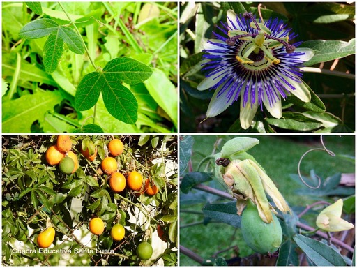 Chacra Educativa Santa Lucía: Como dice la canción “…mburucuyá del ...