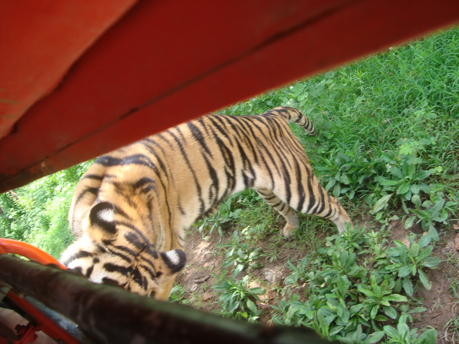 "Zoobic Safari" Subic Zambales Philippines