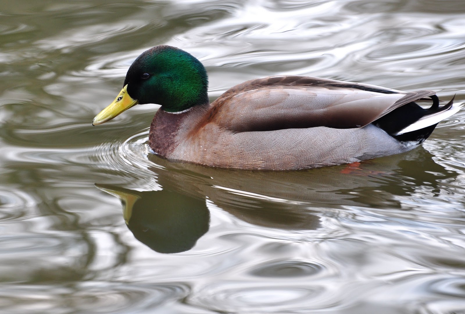zimmo-vogelfoto's: wat zijn er veel verschillende eenden....