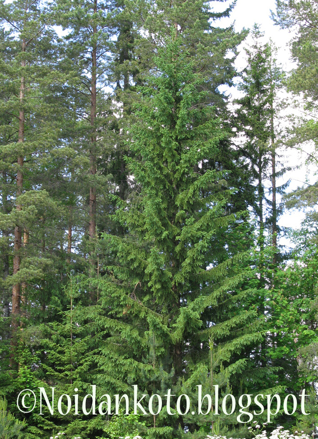 Noidankoto; Valkosipulia ja Salviaa: Kuusi (Picea Abies)