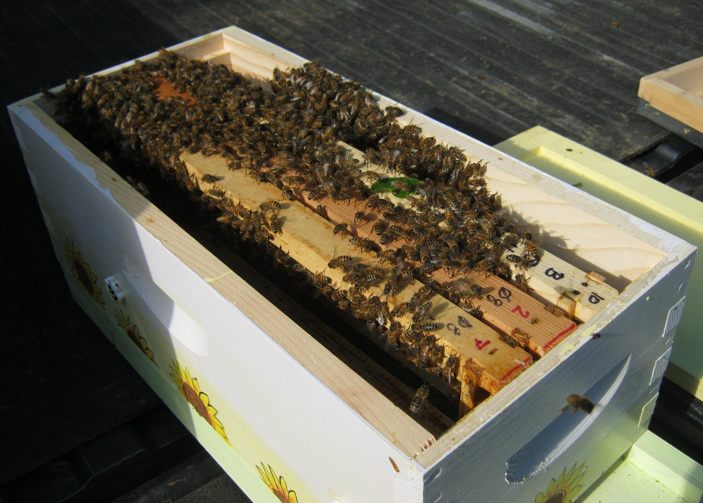 Beaver Creek Bees: A Bale of Hay
