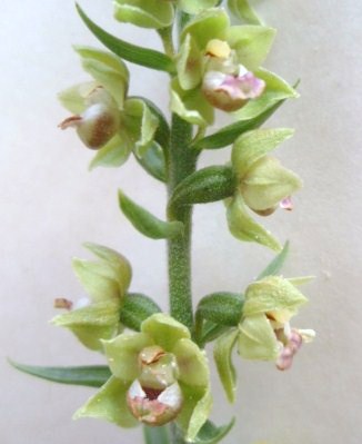 HERBARIO VIRTUAL DE BANYERES DE MARIOLA Y ALICANTE: Epipactis kleinii ...