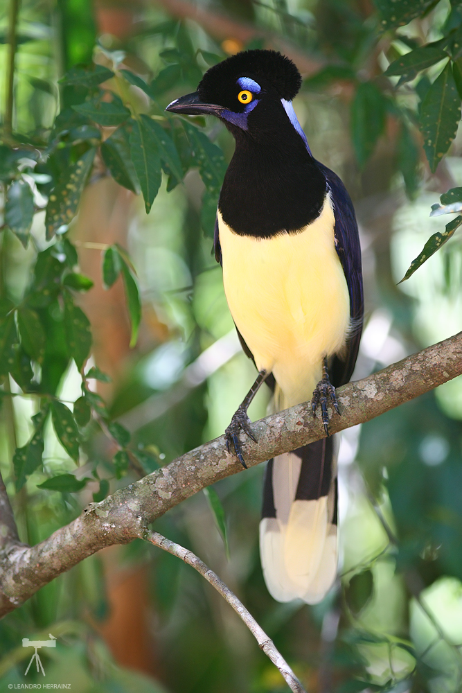Ushuaia: Urraca comun (Cyanocorax chrysops)