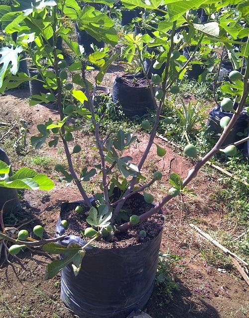 Figs Photo Collection Around the World: Figs : Conadria