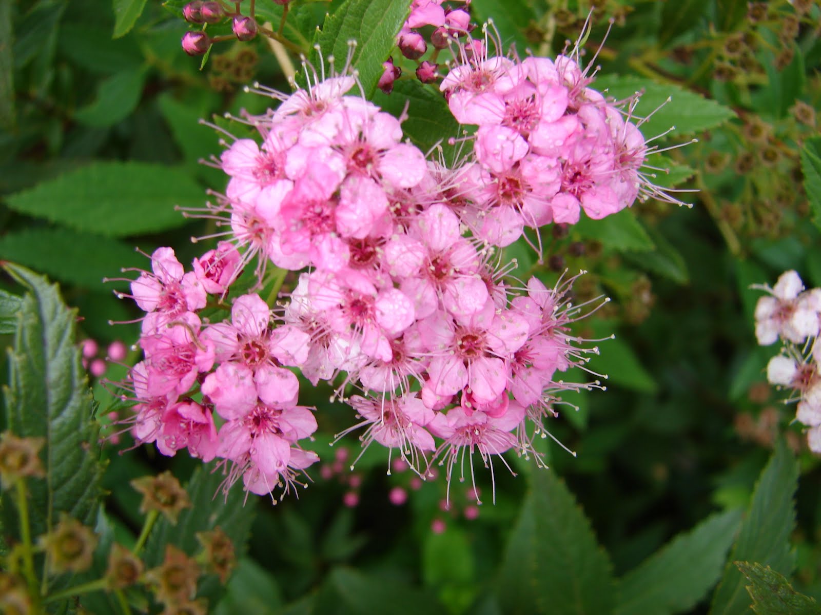 One Love Farm: Spirea
