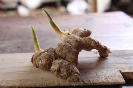 Ilmu Jahe: Budidaya Jahe Merah dengan karung