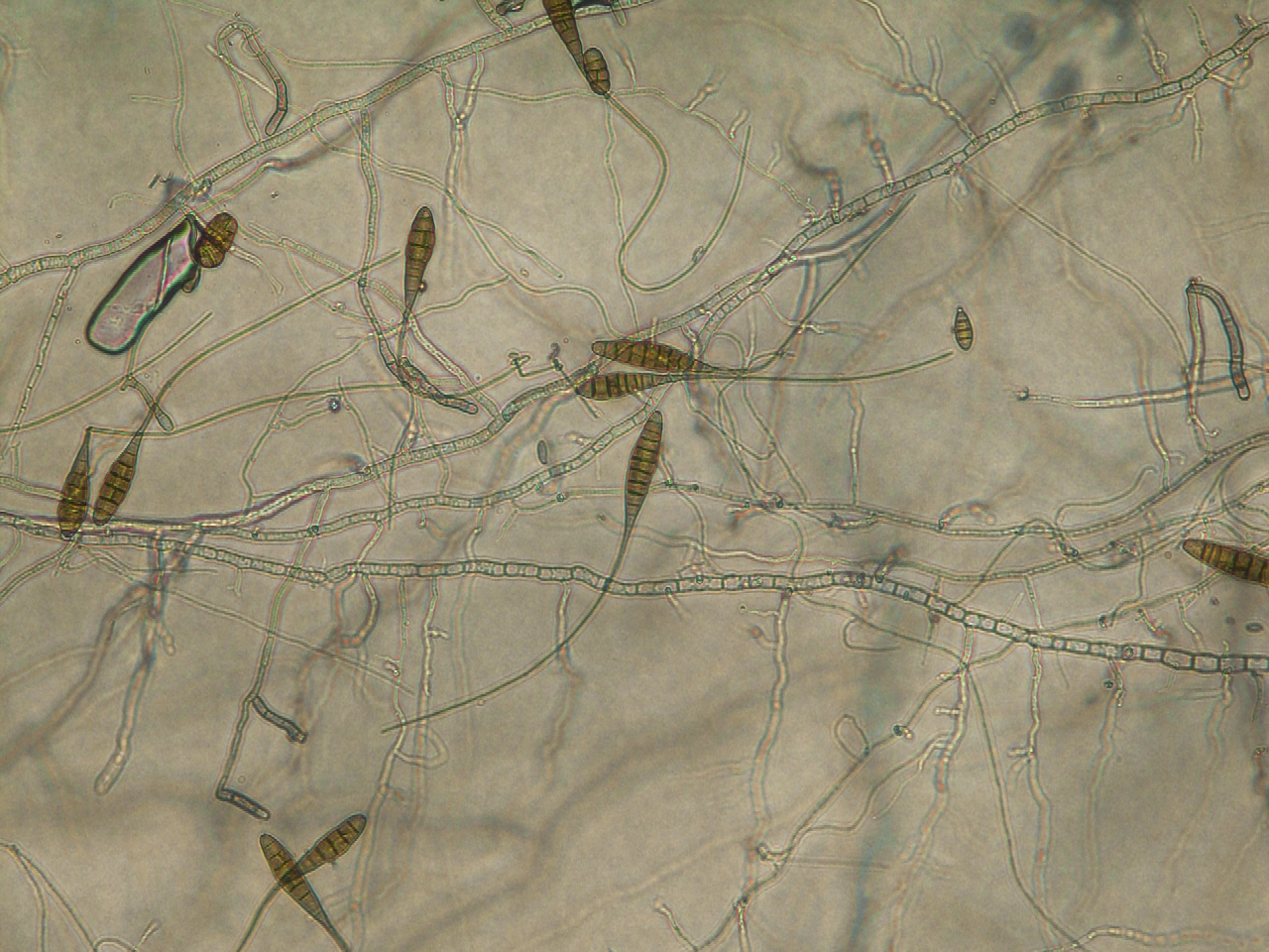 NMSU Plant Clinic: June 2015