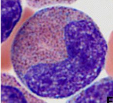 FICHERO DE HEMATOLOGÍA: Morfología normal de elementos celulares ...