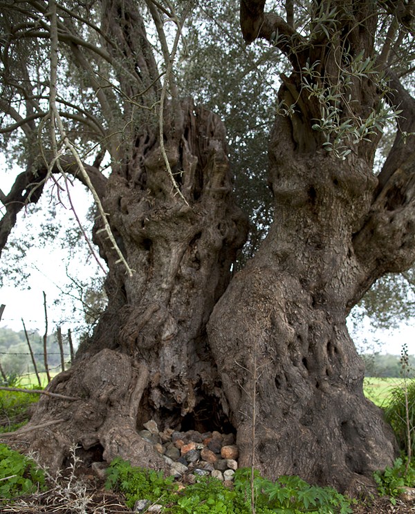 Garova Bağları Günlüğü: Manel Armengol ve En Yaşlı Zeytin Ağaçları ...