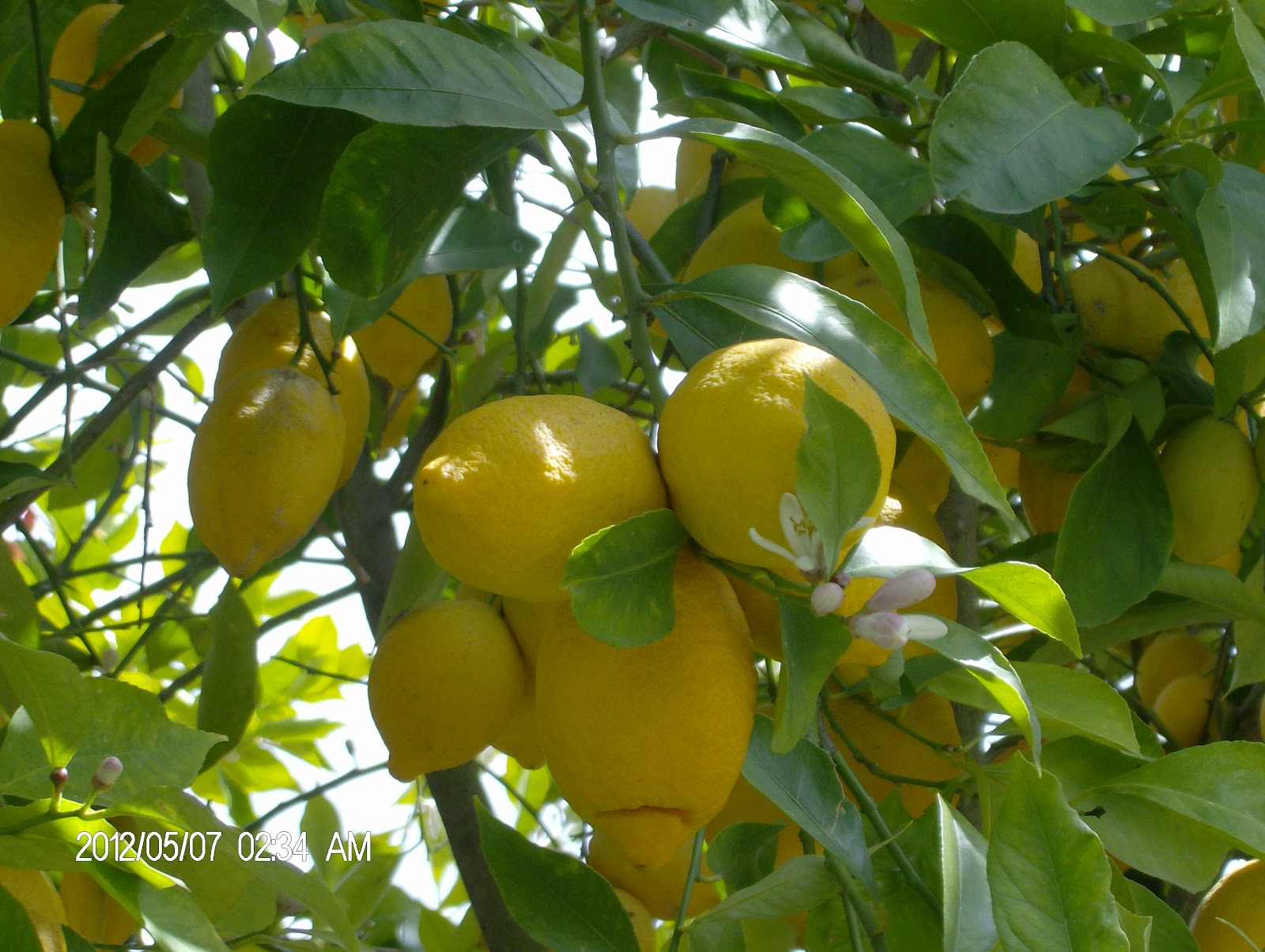 A HORTA DO JOÃO: Limoeiro