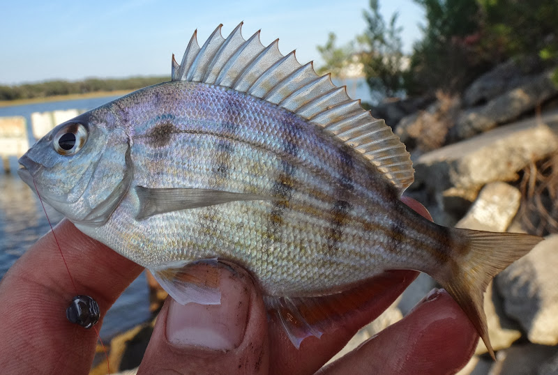 Ben Cantrell's fish species blog: VA / NC trip part 6 - Ocean Isle Beach
